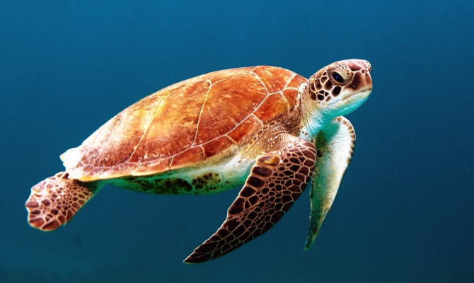 Protecting Our Turtles, Now And Into The Future | Vanuatu Environment ...